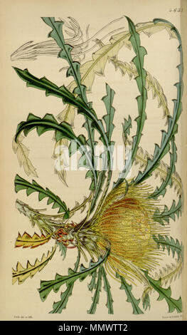 Curtis's Botanical Magazine Plate 4633 showcases Dryandra nobilis, a ...