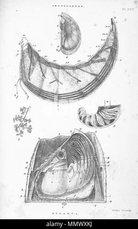 Darwin's barnacles Proteolepas and Balanus Stock Photo - Alamy