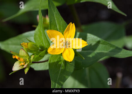 Star daisy, Texas yellowstar, Texas yellow star (Lindheimera texana ...