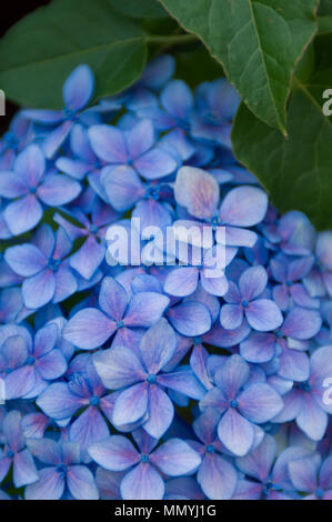 Closeup shot of blooming blue hydrangea flowers Stock Photo - Alamy