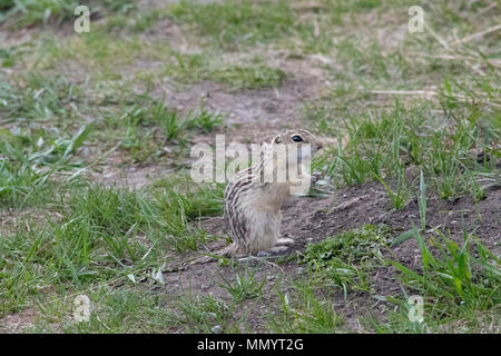 A thirteen-lined ground squirrel, also known as a striped gopher, in ...
