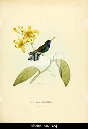 Louis Victor Bevalet's 1877 illustration of Primnacantha langsdorffi ...