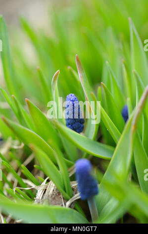 Beautiful violet muscari flowers outdoors in the garden Stock Photo - Alamy