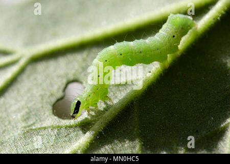 Garden pest - green looper caterpillar feasting on tomato Stock Photo ...