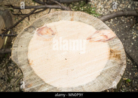 Smooth cut of sawn round wooden log Stock Photo - Alamy