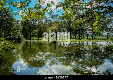 Habarana Lake, Habarana in the Anuradhapura District of Sri Lanka Stock ...
