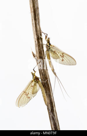 Mayflies (Order: Ephemeroptera Stock Photo - Alamy