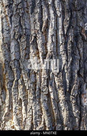Bark of Cottonwood - Populus fremontii - tree, USA Stock Photo - Alamy