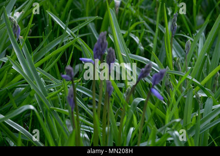 blue bell clumps early spring Stock Photo - Alamy