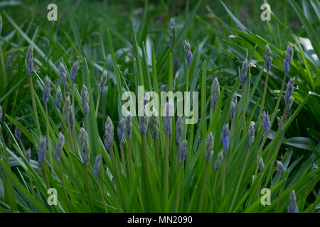 blue bell clumps early spring Stock Photo - Alamy