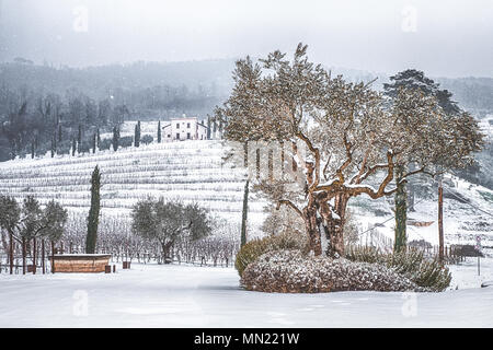 Olive tree under the snow Stock Photo - Alamy