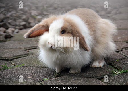A Himalayan rabbit Stock Photo - Alamy