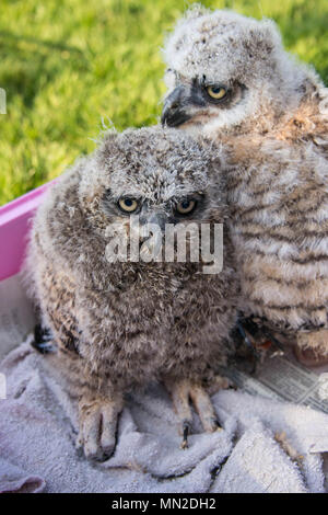 A pair of juvenile Great Horned Owls at the Julia Butler Hansen Refuge ...