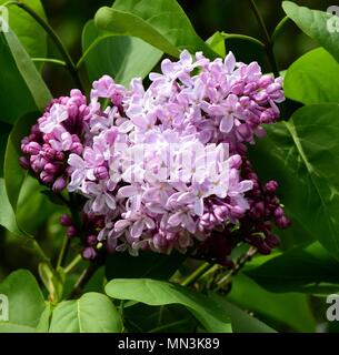 Deciduous flowering shrub Syringa vulgaris known as Lilac blooming ...