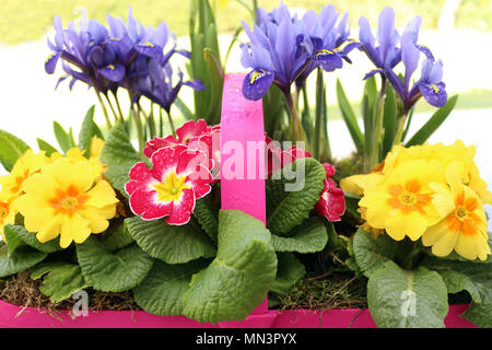 a colorful bouquet of bright spring flowers of various types, close-up ...