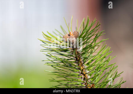 Branch of Spruce with a Small White Bumps. Branch of a Pine with Bumps ...