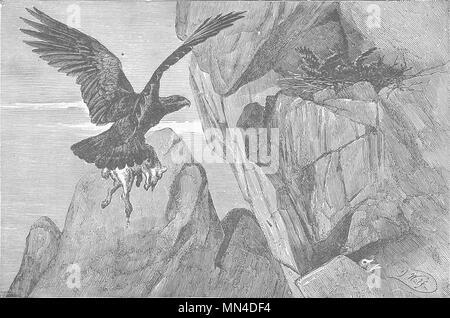 golden eagle eyrie Stock Photo - Alamy