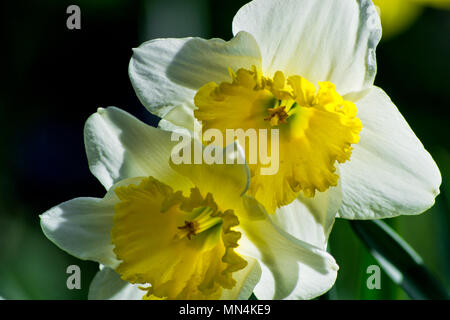 Field of beautiful daffodils or Lent lily flowers - Narcissus ...