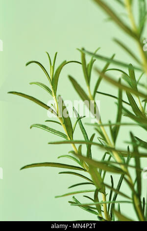 Close-up of fresh rosemary plant with green leaves Stock Photo - Alamy