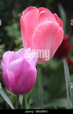 two pink and purple tulips in a vase on magenta background, spring ...