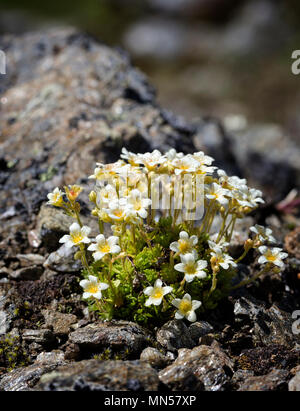Wild alpine flowers Saxifrage (Saxifraga oppositifolia) growing in ...