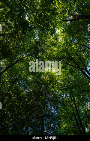 Germany, view of treetops from below, winter, trees without foliage ...