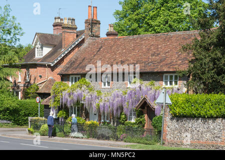 Flowering Wisteria on a cottage wall in a country garden in the English ...