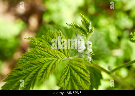 raspberry flower buds growing in spring in a garden UK Stock Photo - Alamy