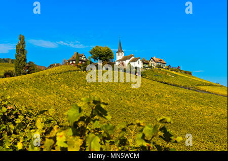 Fall in the vineyards of the La Côte wine-growing area, wine-producing ...