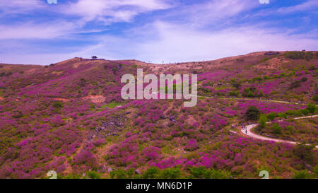 Beautiful Royal Azalea Flower at Hwangmaesan mountain in Hapcheon city ...