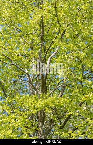 Beech tree leaves fagus sylvatica in autumn fall England UK United ...