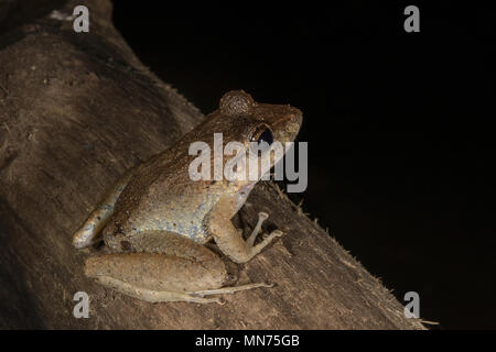 Slim-fingered Rain Frog, Craugastor crassidigitus, Craugastoridae ...