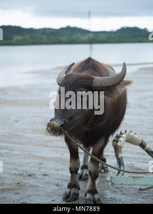 Water buffalo, Iriomote Island, Okinawa Prefecture, Japan Stock Photo ...