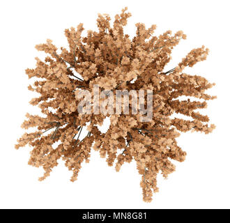 top view of red maple tree isolated on white background. 3d ...