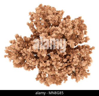 top view of red maple tree isolated on white background. 3d ...