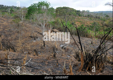 Slash and burn cultivation, rainforest cut and burned to plant crops ...