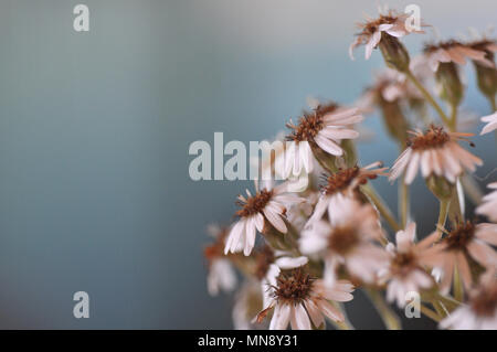 Sea aster (Tripolium pannonicum) flowering on saltmarsh bordering the ...