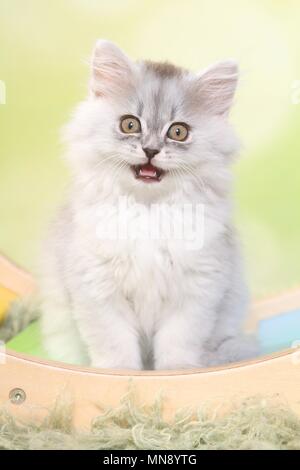 mewing German Longhair Kitten Stock Photo - Alamy