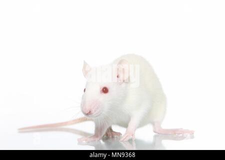 Albino White Domesticated Rat (Rattus norvegicus), and newborn ...