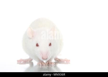 Albino White Domesticated Rat (Rattus norvegicus), and newborn Stock ...