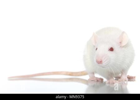White, albino, Domestic Rat (Rattus norvegicus). Lacking melanin ...