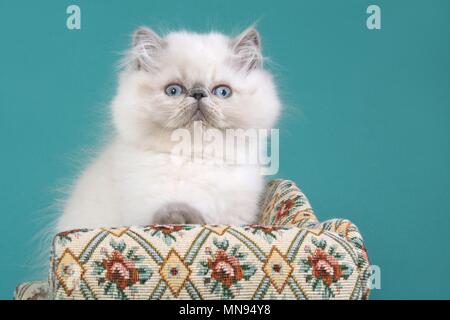 Perser Colourpoint Kitten Stock Photo - Alamy