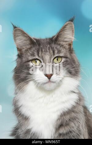 Head of longhaired female Coon Cat two month old with fluffy fur of ...