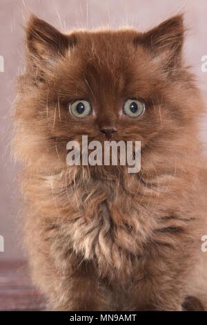 British Longhair Cat kitten choco tabby white Highlander Lowlander ...