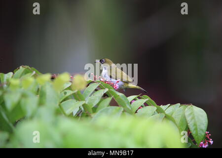 Cream-throated white-eye (Zosterops atriceps), endemic bird of ...