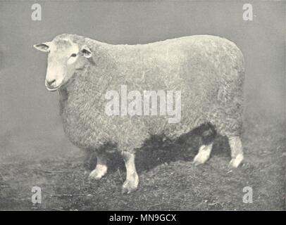 Champion Romney Marsh Sheep Stock Photo - Alamy