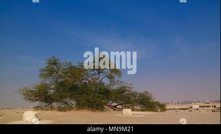 Legendary tree of life in Bahrain desert, Kingdom of Bahrain Stock ...