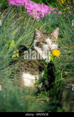 Beautiful Portrait of a Cat Hidden among the Leaves and with Light ...