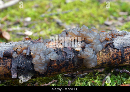Witches' butter, Black witches' butter, Black jelly roll, Warty jelly ...
