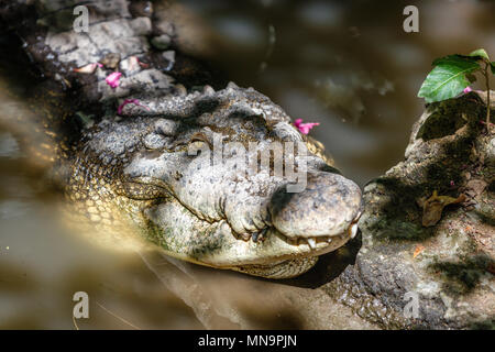 Saltwater Crocodile (Crocodylus porosus), Bali Reptile Park, Indonesia ...